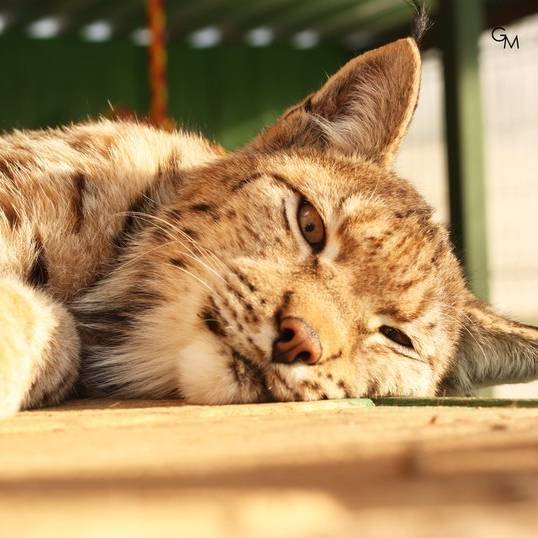 Иконка канала РКЦентр "ВЕЛЕС"