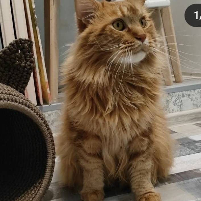 Иконка канала Алёна 