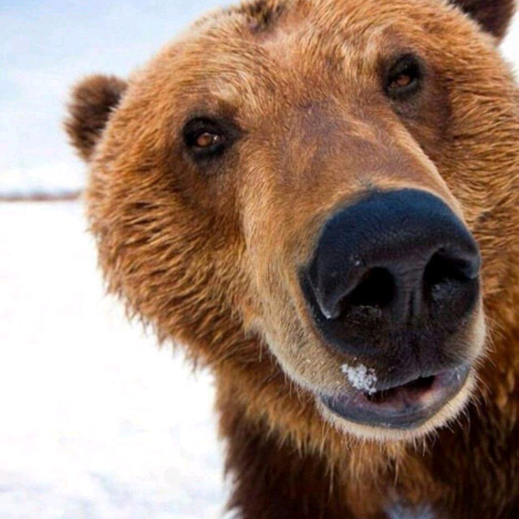 Иконка канала Случий в деревне