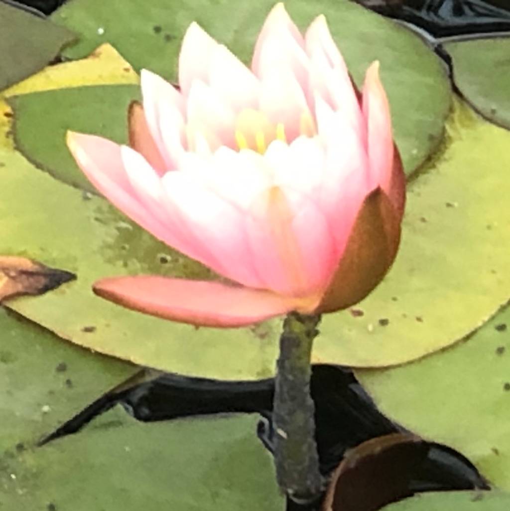 Иконка канала Дневник Духовного Развития