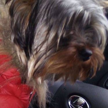 Иконка канала про весту