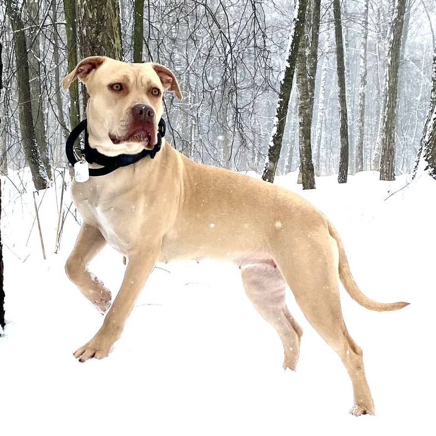 Иконка канала PITBULL BARBIE