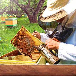 Иконка канала Страна Мёда