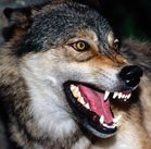 Иконка канала Borisns