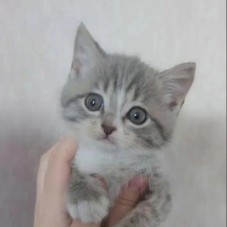 Иконка канала Ёжкина Кошка