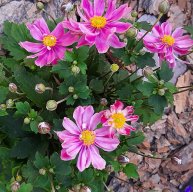 Иконка канала GALINA VIK