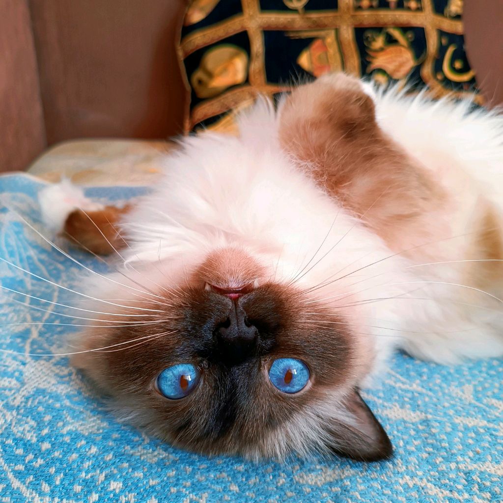 Иконка канала МилЛорд