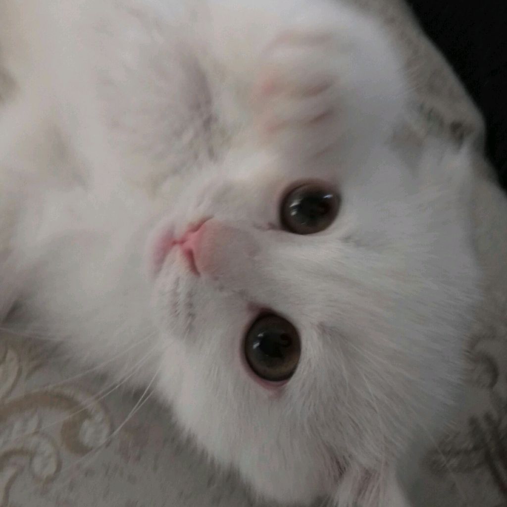 Иконка канала Динамит