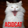 Иконка канала ACIDCAT