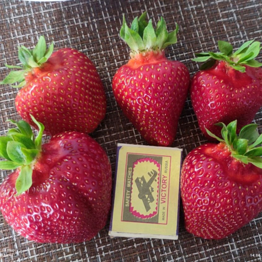 Иконка канала Счастливая дача