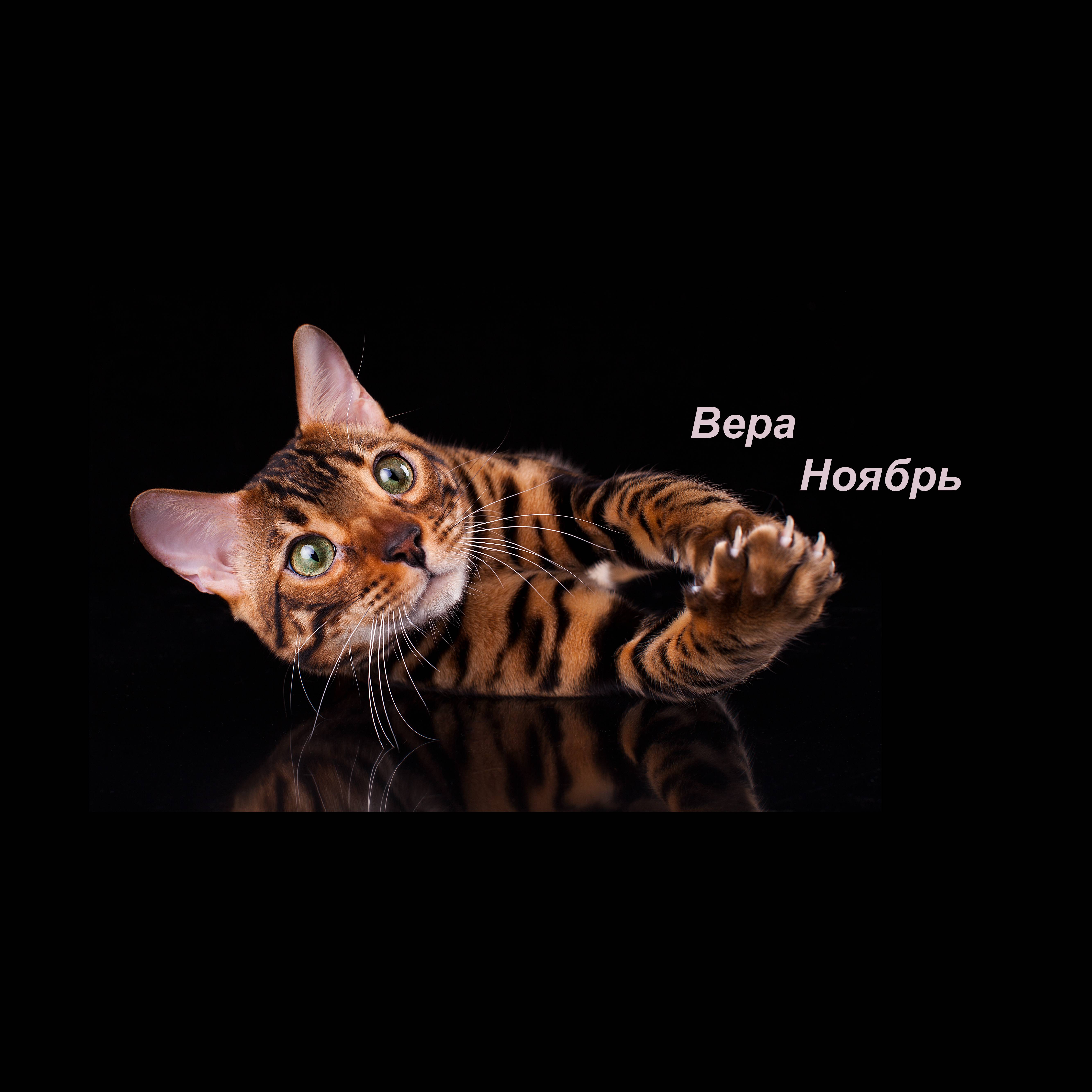 Иконка канала Вера Ноябрь