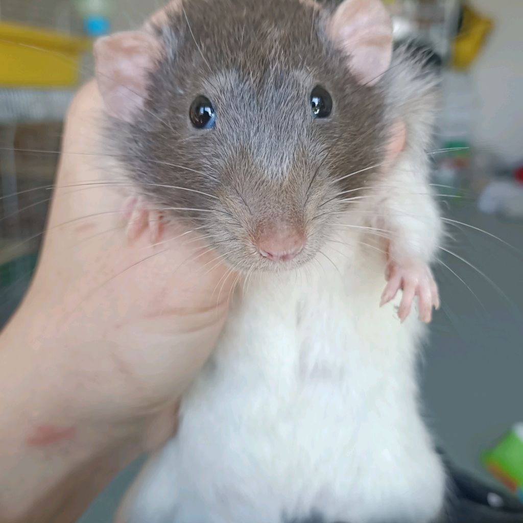 Иконка канала Kristaliki