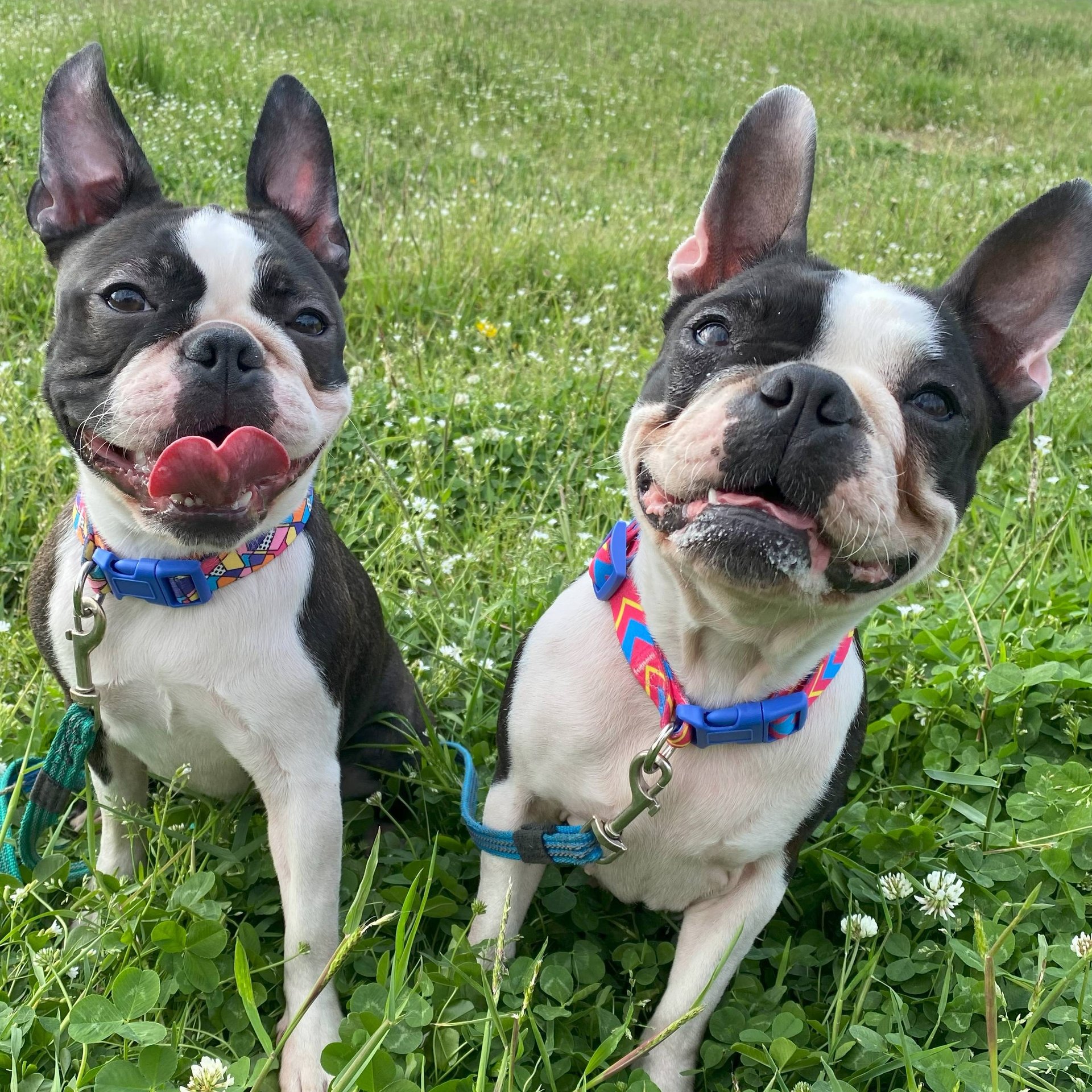 Иконка канала Все о бостон терьерах и чихуахуа