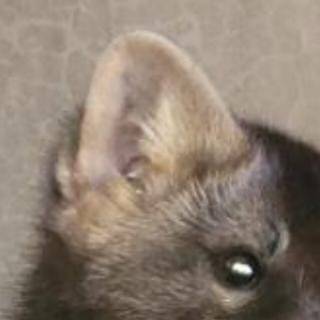 Иконка канала соболь дома ру