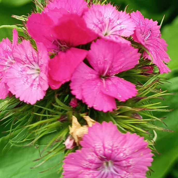 Иконка канала Маруся - садовая Жужа