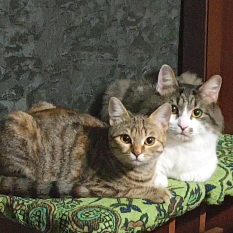 Иконка канала Мурзик, Муся и остальные 💫