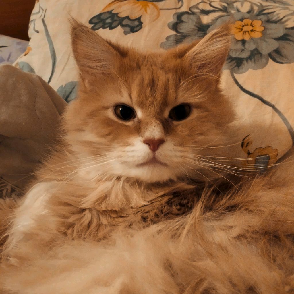 Иконка канала RonKotovasevich