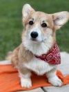 Иконка канала Quentin Corgi