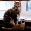 Иконка канала Mist_The_Cat