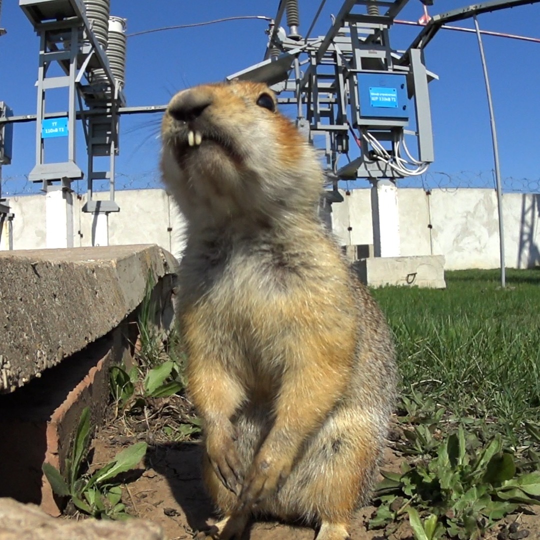 Иконка канала РСА из РЗА