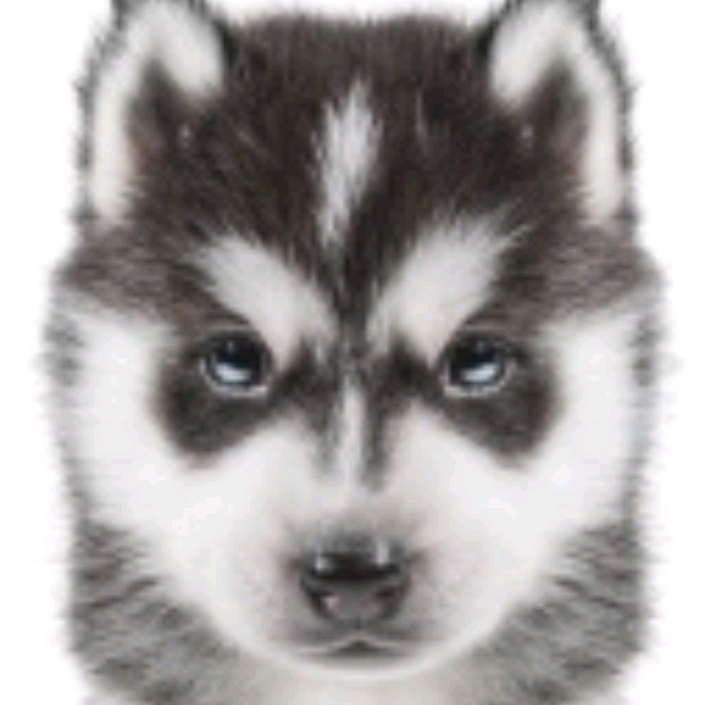 Иконка канала Хаски шоу