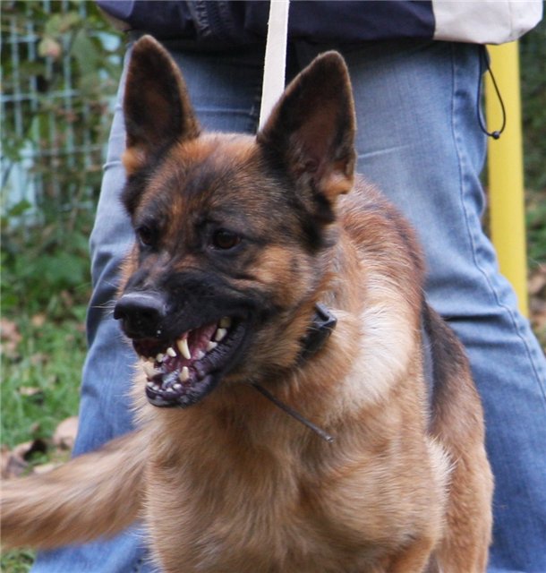 Иконка канала Дрессировка собак