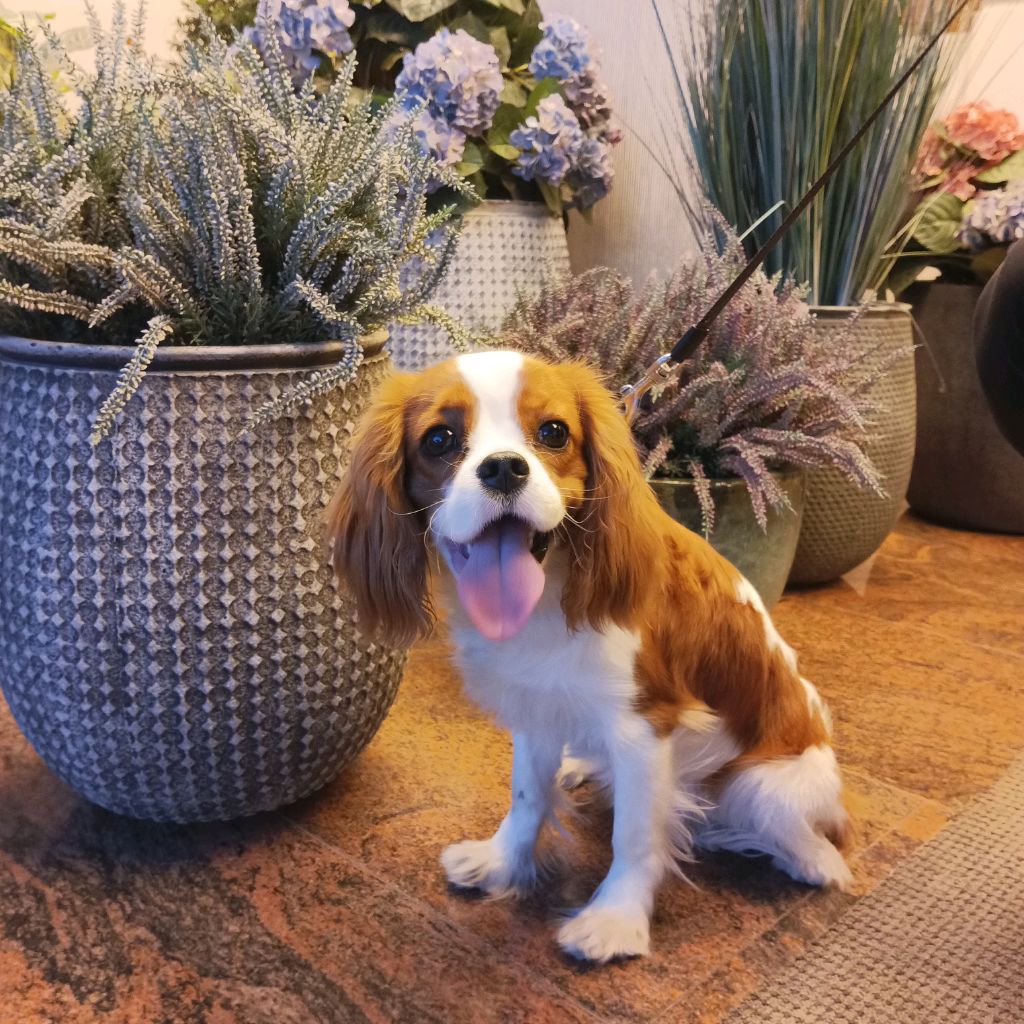 Иконка канала Джулия (ккчс)