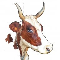 Иконка канала Корова Здорова