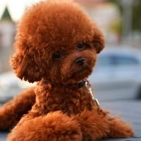 Иконка канала Мини Фанфини