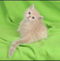 Иконка канала 44 котенка