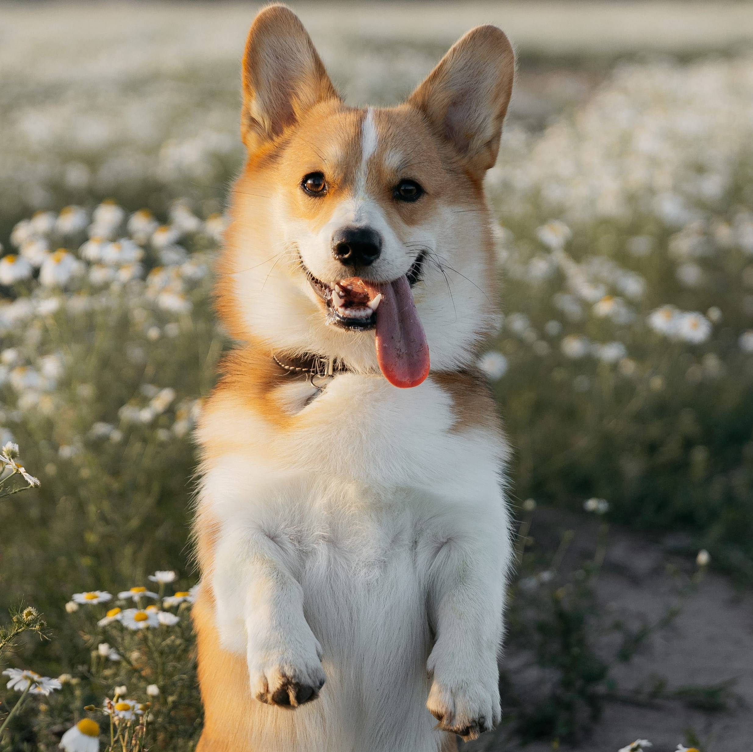 Иконка канала Корж Марти