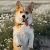 Иконка канала Корж Марти