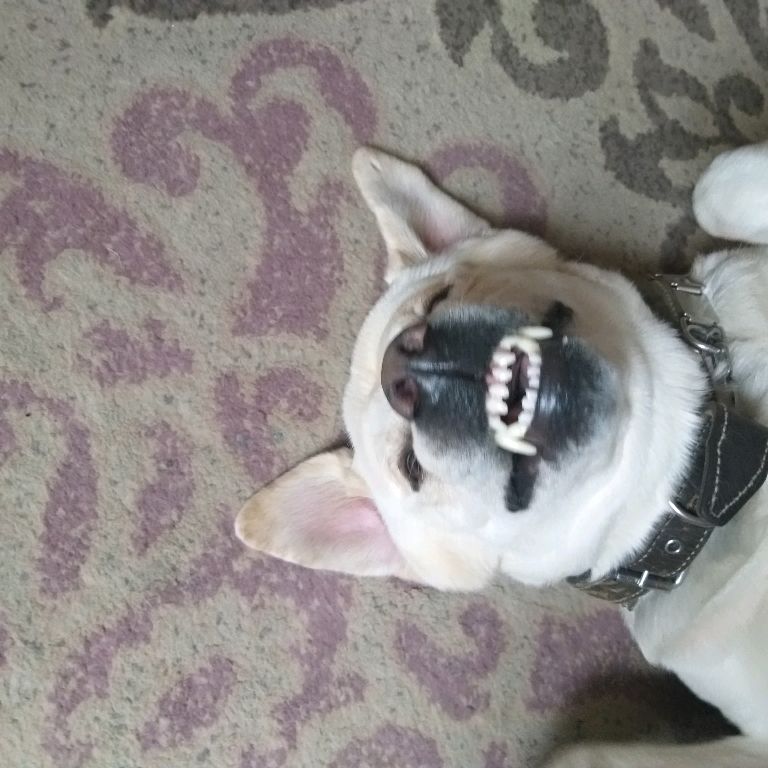 Иконка канала GZL