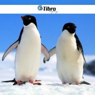 Иконка канала Тибра