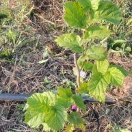 Иконка канала Фундук НН