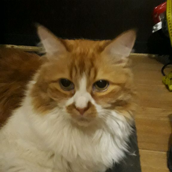 Иконка канала Мяу-мяу котики или Ниндзя котики