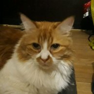 Иконка канала Мяу-мяу котики или Ниндзя котики