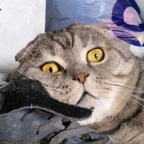 Иконка канала Механик Камиль