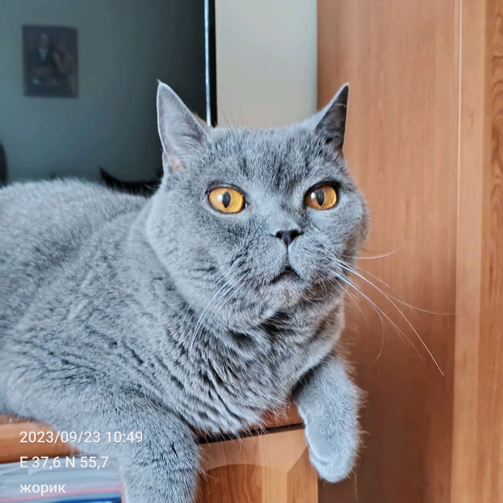 Иконка канала кот Жорик 🐱🐱🐱