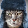 Иконка канала Кошкин Сибиряк