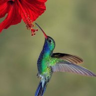 Иконка канала Елена Колибри