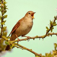 Иконка канала SingingPoetry