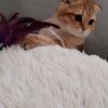 Иконка канала Алиса_54