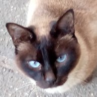 Иконка канала Gosrucom mem