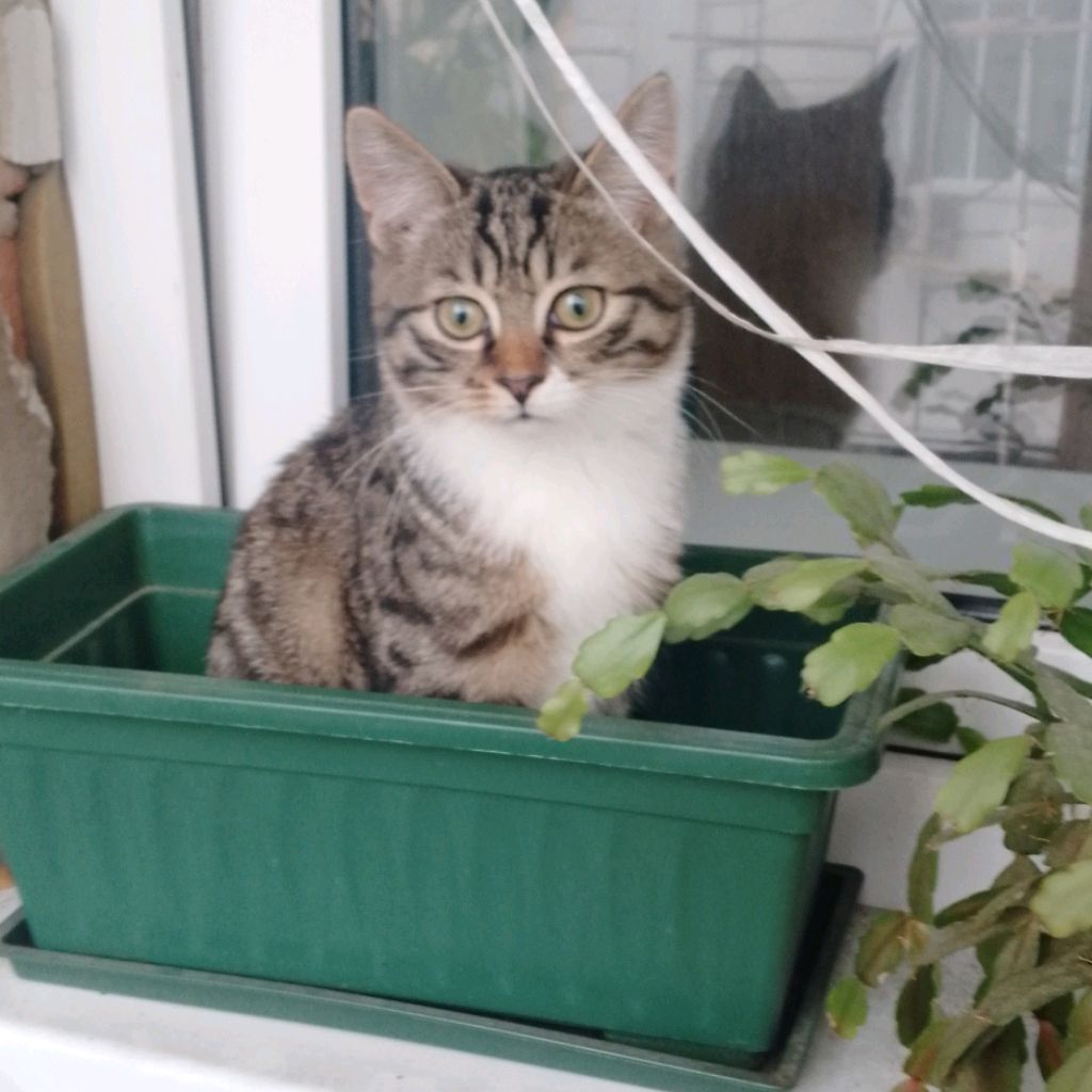 Иконка канала Денис гейм