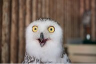 Иконка канала Rio