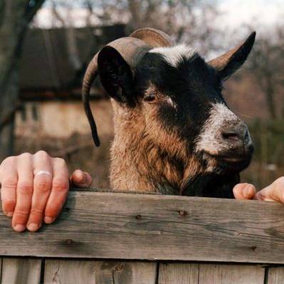 Иконка канала Чопик Фуфикович Сраный, эсквайр