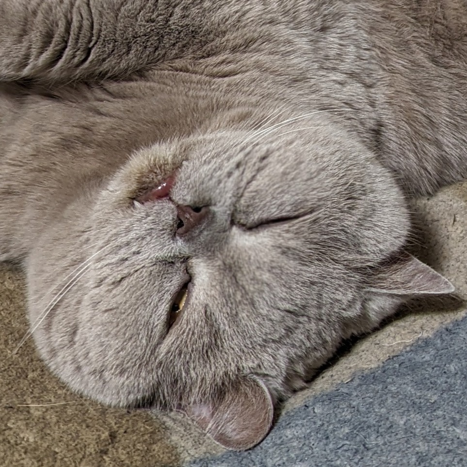 Иконка канала Из жизни британских котов