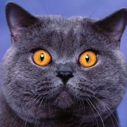 Иконка канала Танки WoT