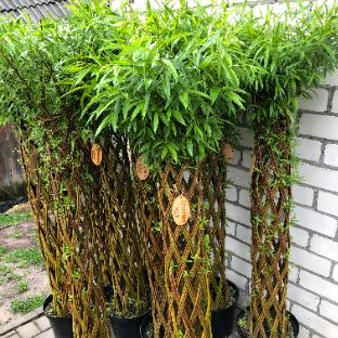 Иконка канала Брянская Ива